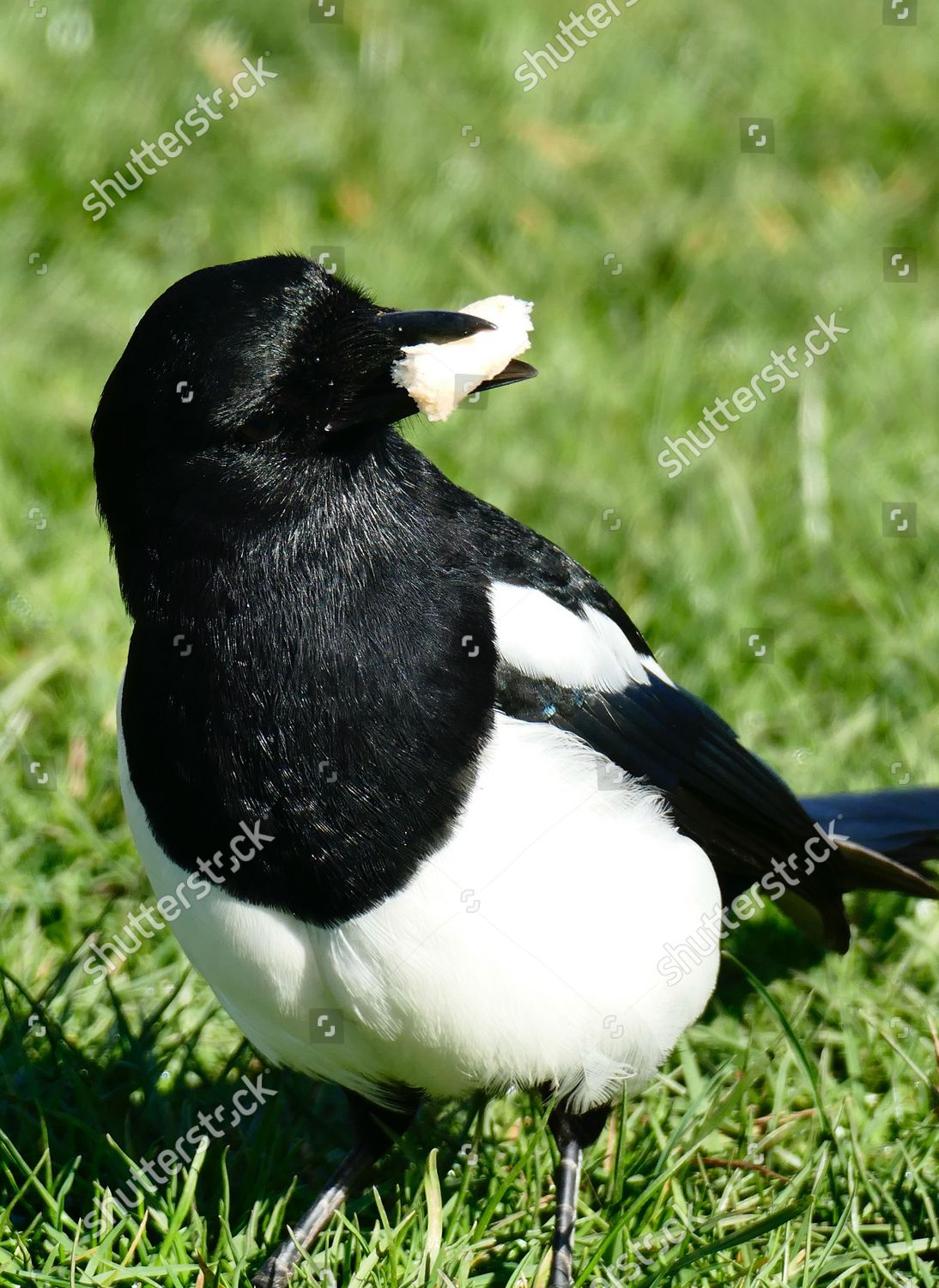 Hungry Magpie Corvidae Feeds On Piece Editorial Stock Photo - Stock ...