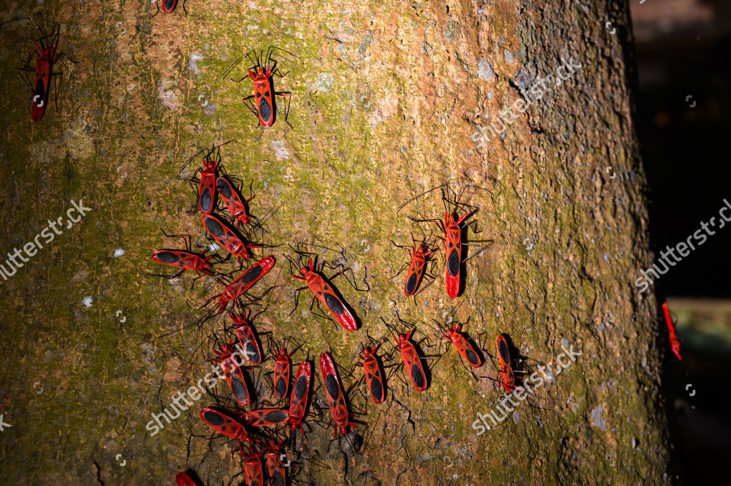 Giant Red Bug Macrocheraia Grandis Found Editorial Stock Photo - Stock ...