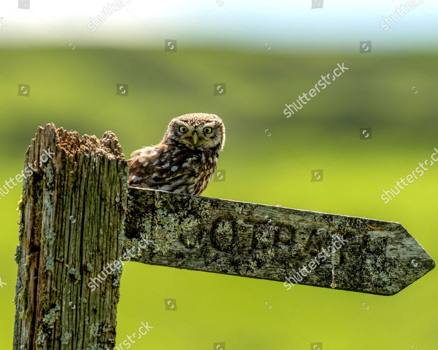 Owl Gives Menacing Stare Peers Towards Editorial Stock Photo - Stock ...