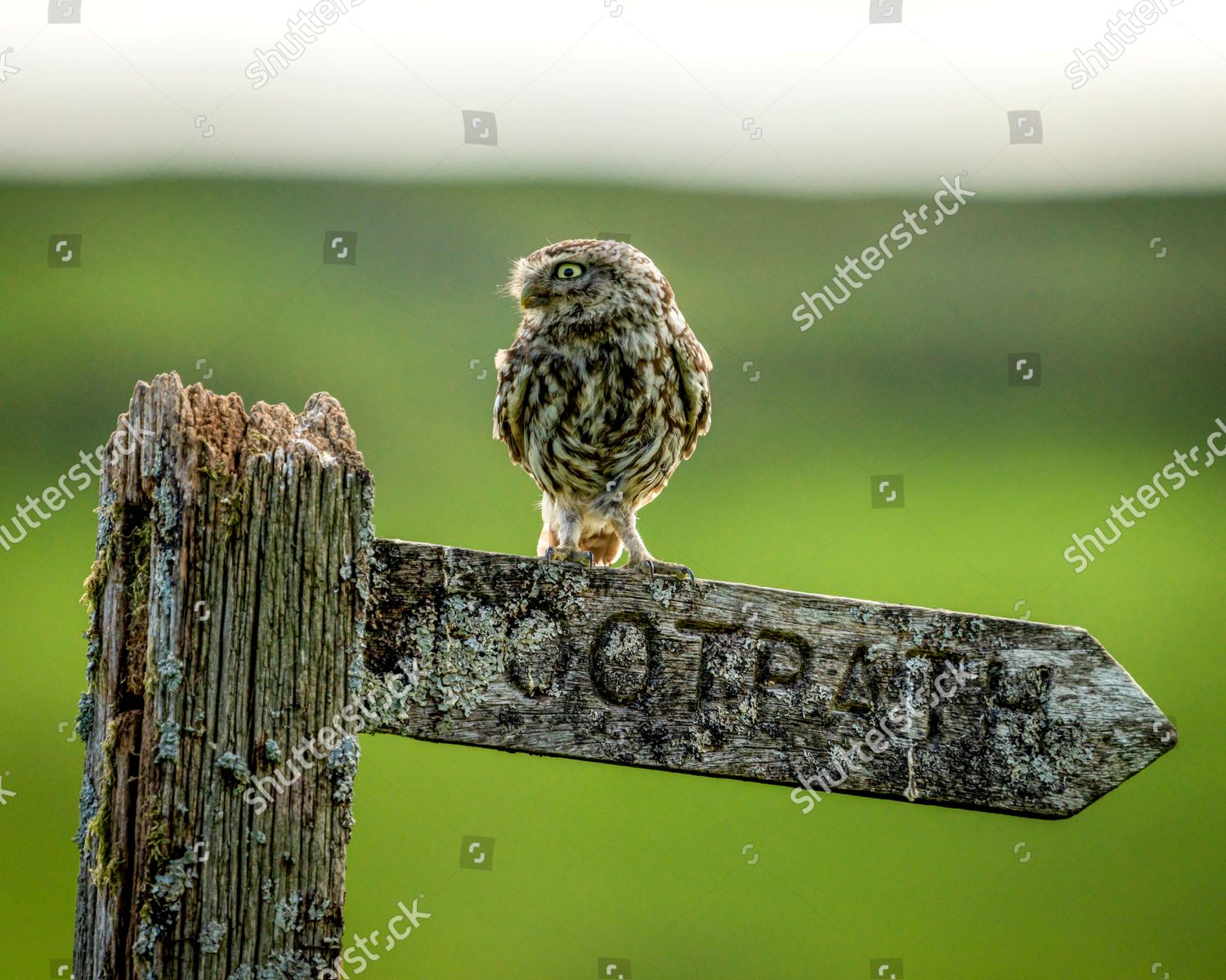 Owl Gives Menacing Stare Peers Towards Editorial Stock Photo - Stock ...