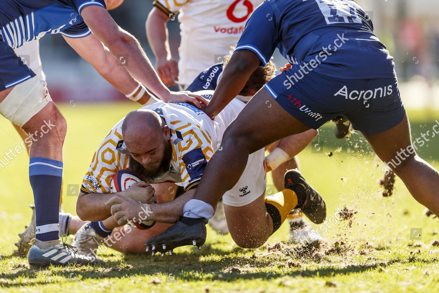 Pieter Scholtz Wasps Editorial Stock Photo - Stock Image | Shutterstock