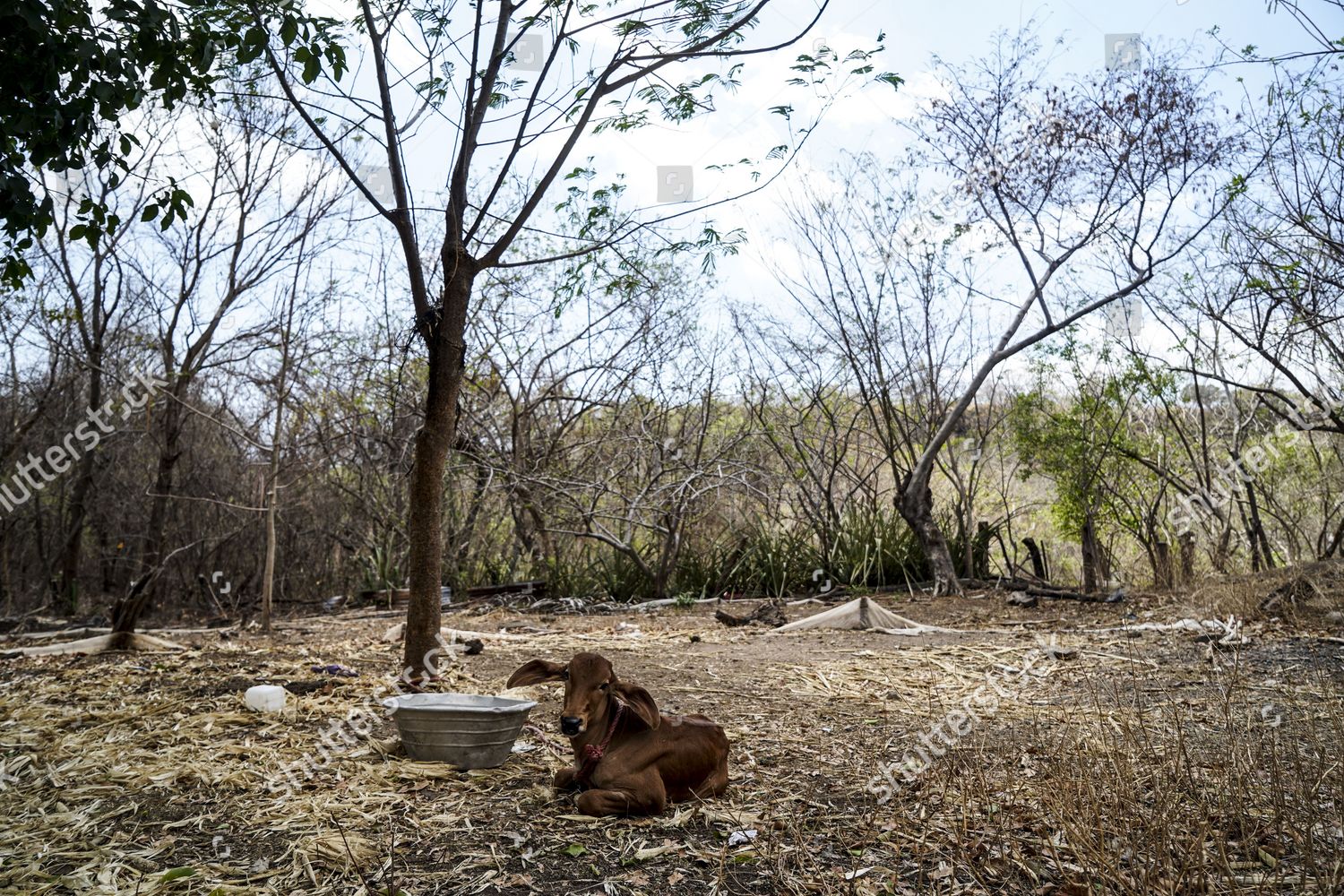 Calf Rests Under Tree Shade La Editorial Stock Photo - Stock Image ...