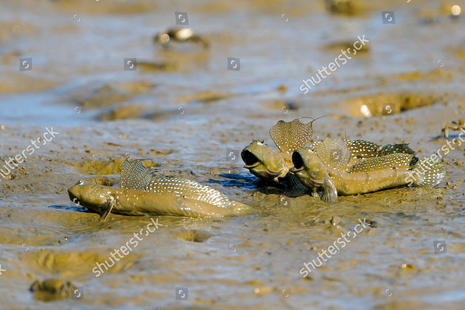 Mud Skip Jump Two Fish Appear Editorial Stock Photo - Stock Image ...