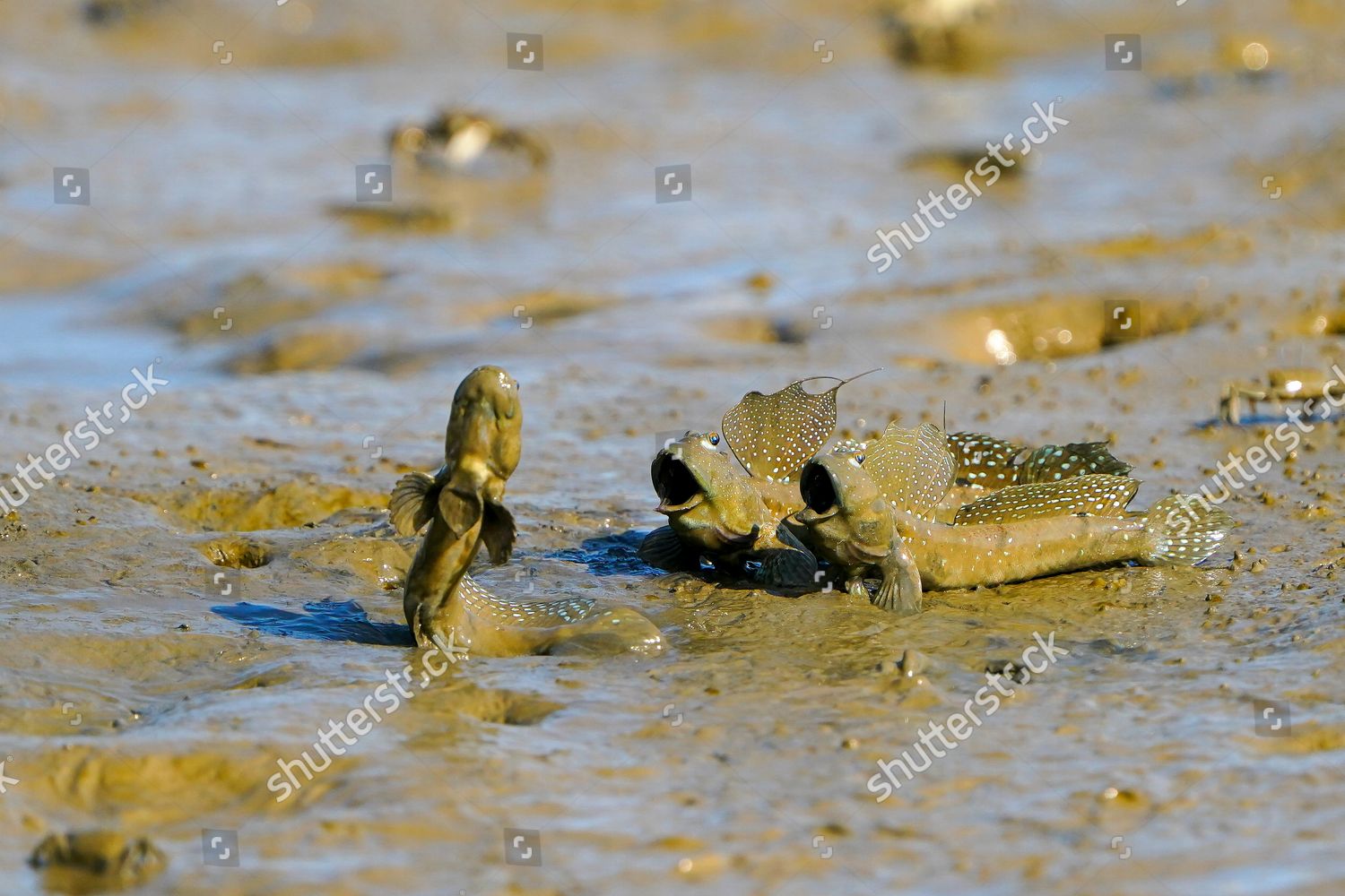 Mud Skip Jump Two Fish Appear Editorial Stock Photo - Stock Image ...