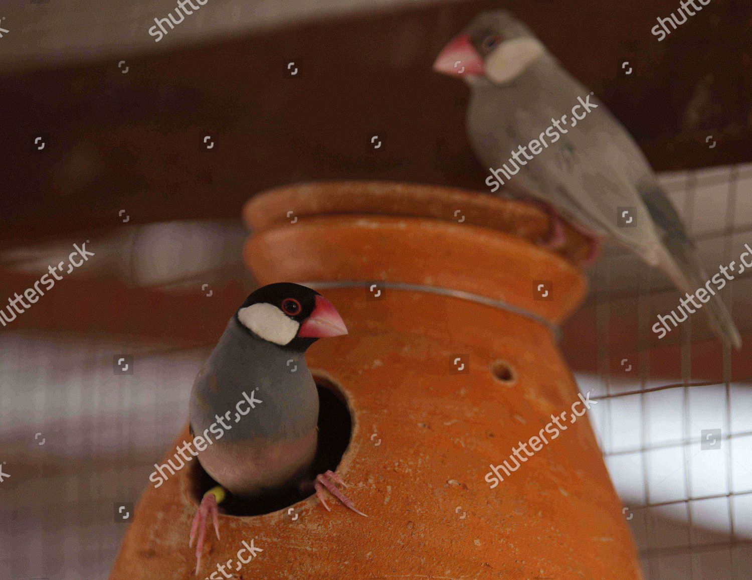 Java Silver Sparrows Nesting Mud Hole Editorial Stock Photo - Stock ...