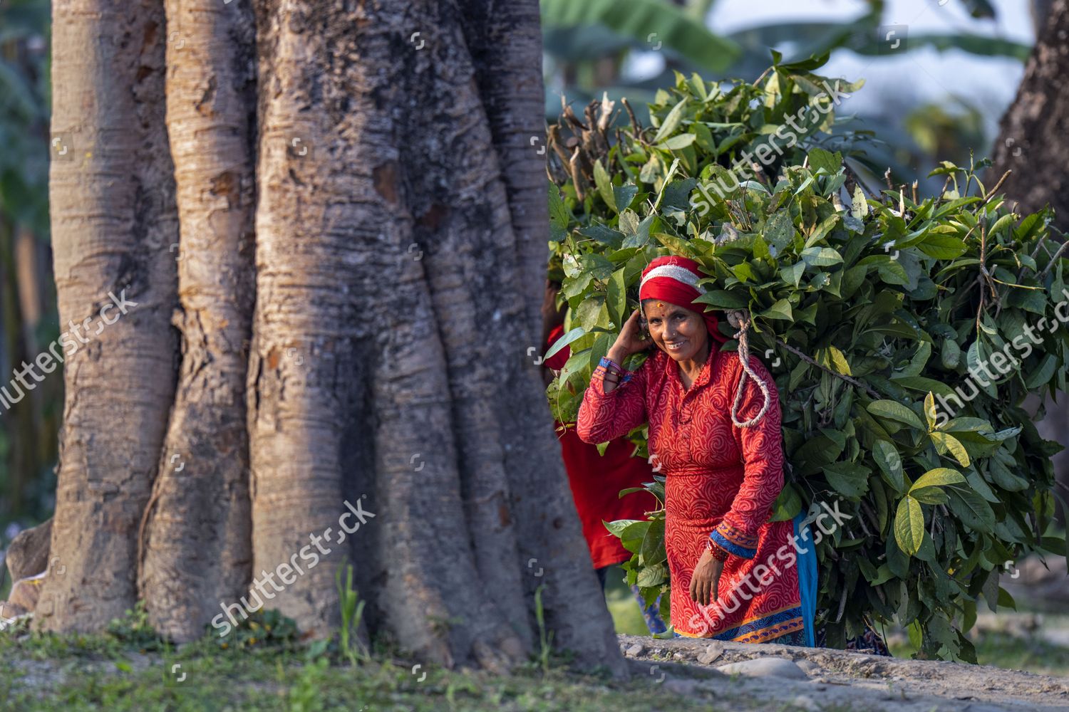 Nepal Terai Province Barauli Village Tharu Editorial Stock Photo ...