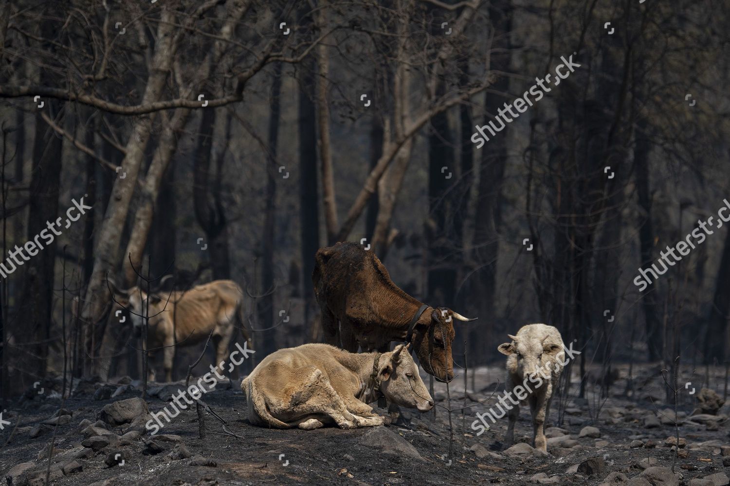 CATTLE STAND AREA THAT BURNED DURING Editorial Stock Photo - Stock ...