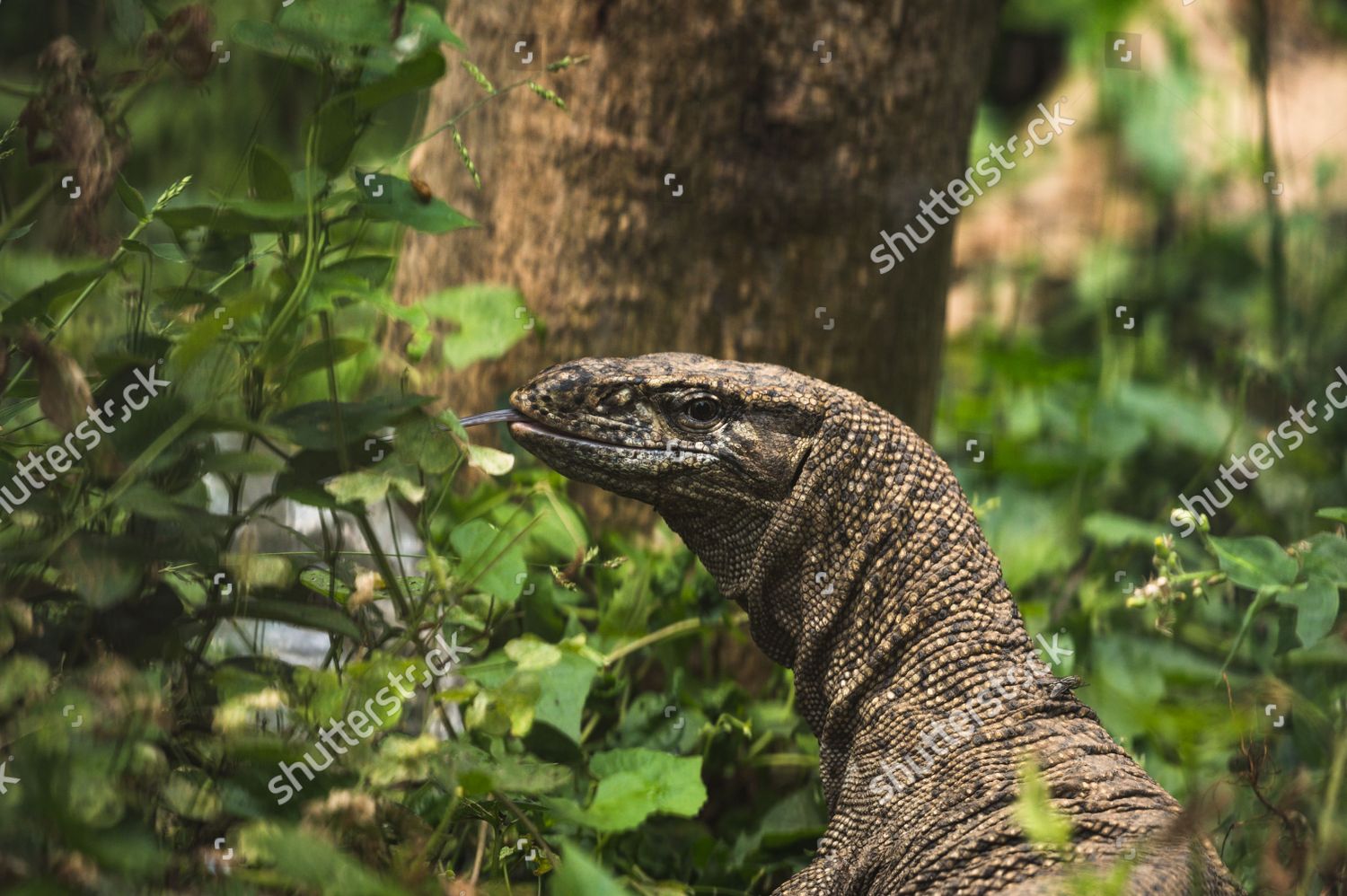Bengal Monitor Common Indian Monitor Varanus Editorial Stock Photo ...