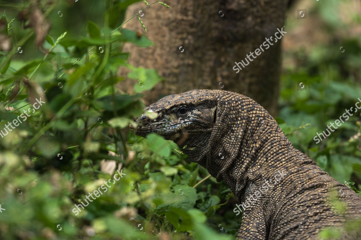 Bengal Monitor Common Indian Monitor Varanus Editorial Stock Photo ...