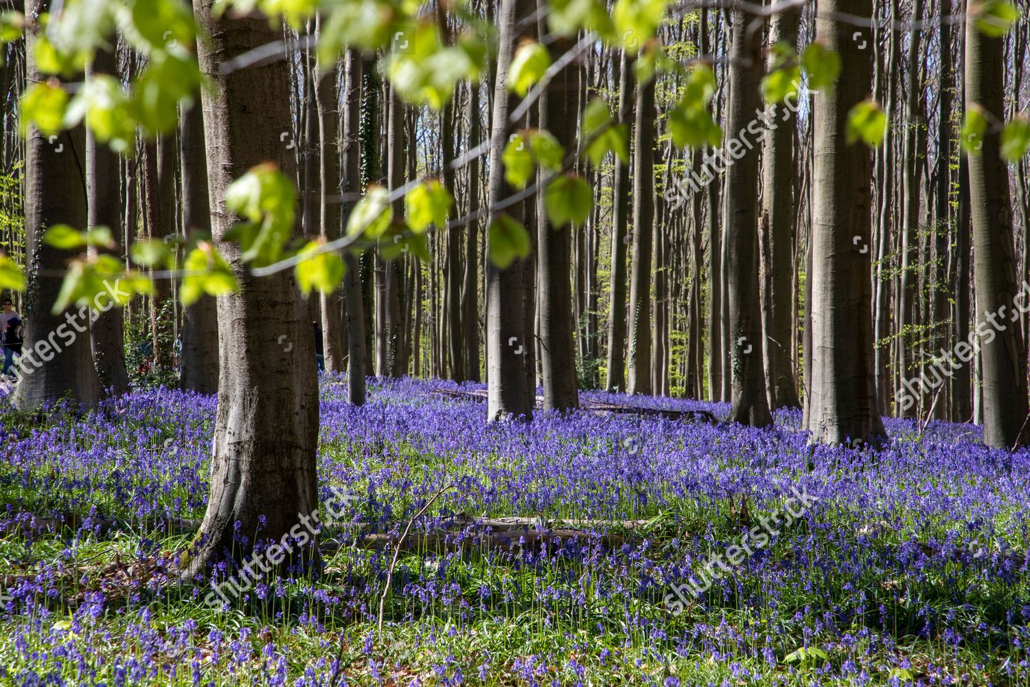 Illustration Picture Shows Hallerbos Halle Renowned Editorial Stock ...