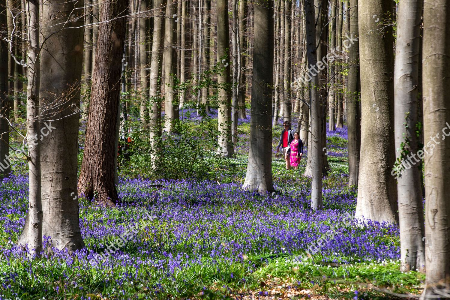 Illustration Picture Shows Hallerbos Halle Renowned Editorial Stock ...