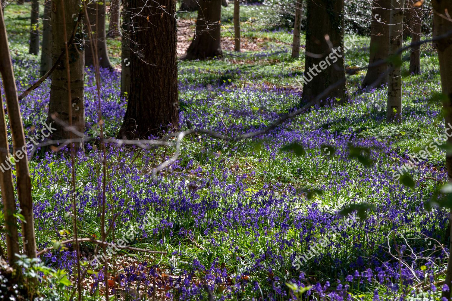 Illustration Picture Shows Hallerbos Halle Renowned Editorial Stock ...