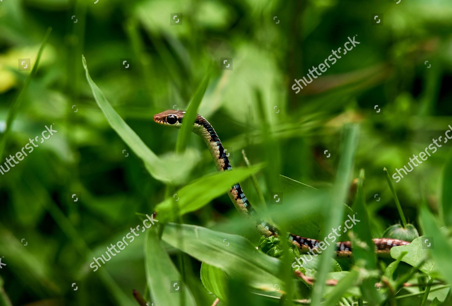 Common Bronzeback Tree Snake Dendrelaphis Tristis Editorial Stock Photo ...