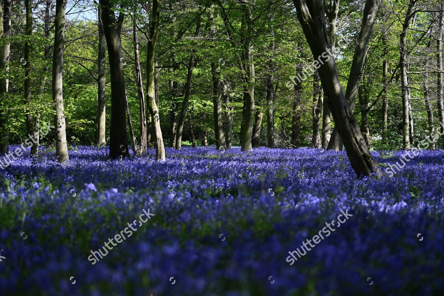 Bluebell Flowers Bloom Wanstead Park London Editorial Stock Photo ...