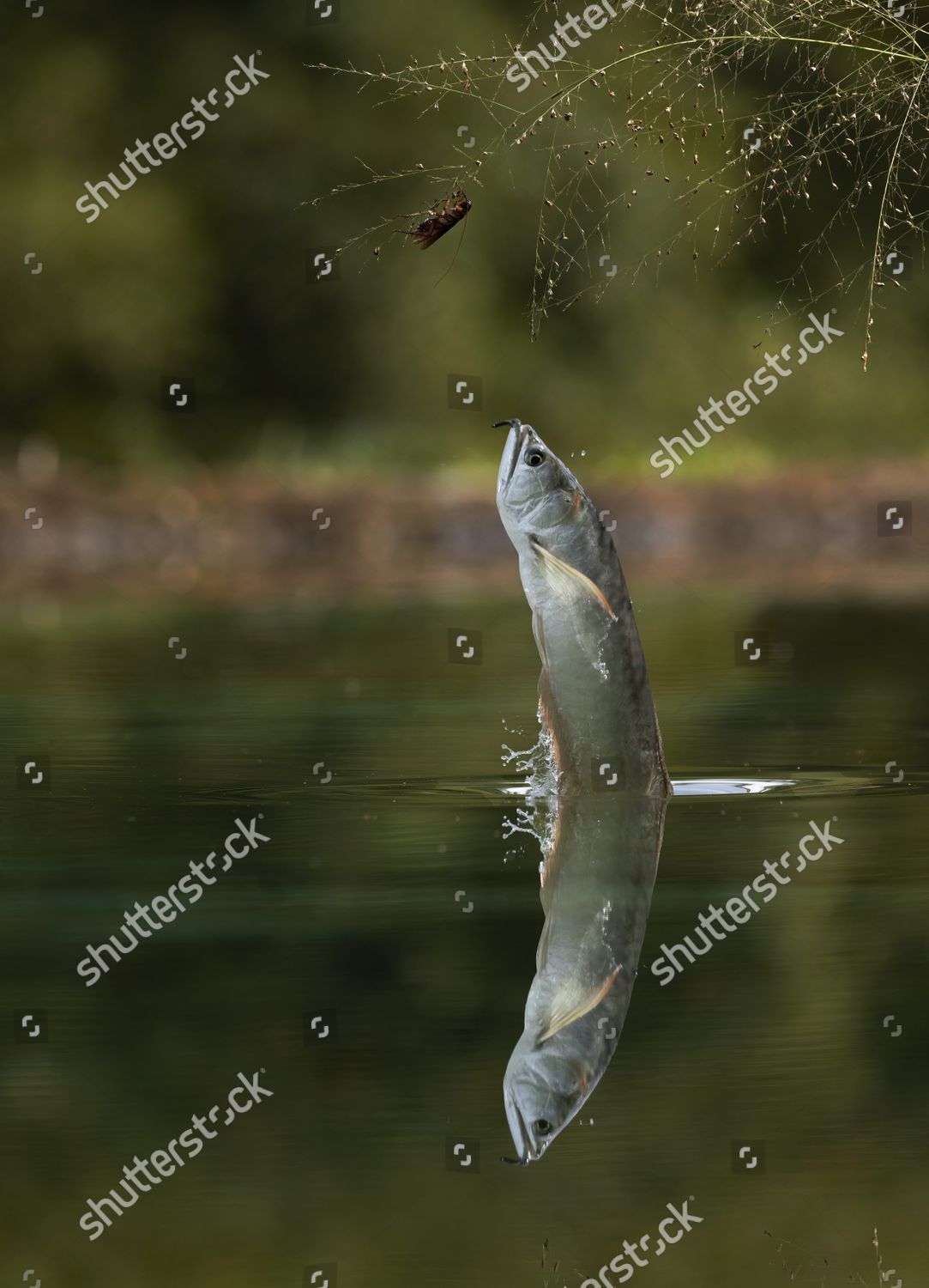 Sequence 3 12 Fish Leaps River Editorial Stock Photo - Stock Image ...