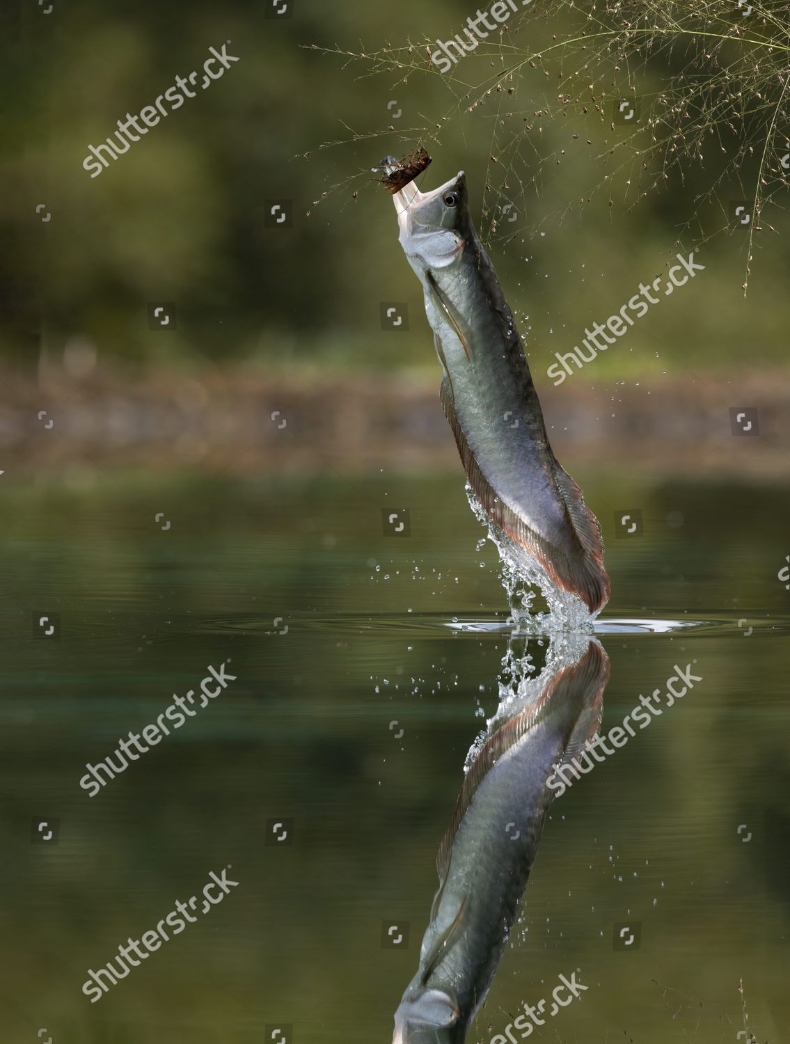 Sequence 4 12 Fish Leaps River Editorial Stock Photo - Stock Image ...