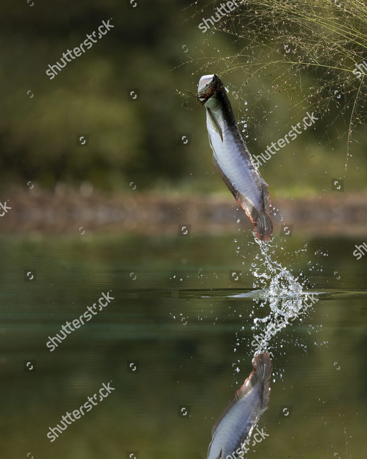 Sequence 5 12 Fish Leaps River Editorial Stock Photo - Stock Image ...