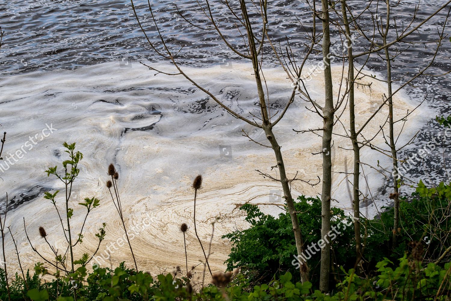 Pollution On Jubilee River Adjacent Slough Editorial Stock Photo ...
