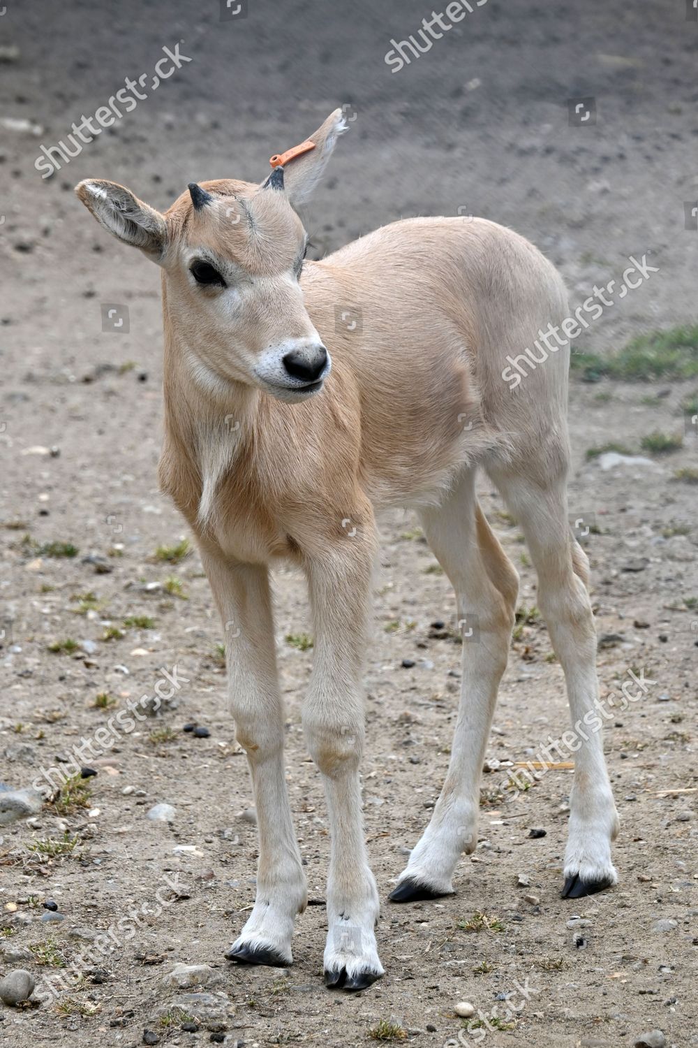 Critically Endangered Addax Calf Africa Alive Editorial Stock Photo ...