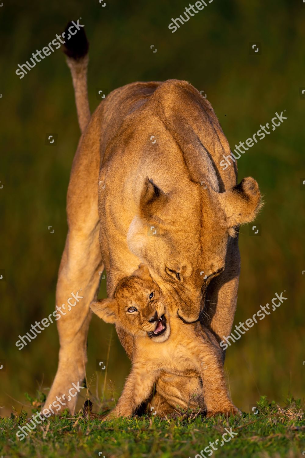 Lion Cub Tries Escape Loving Attentions Editorial Stock Photo - Stock ...