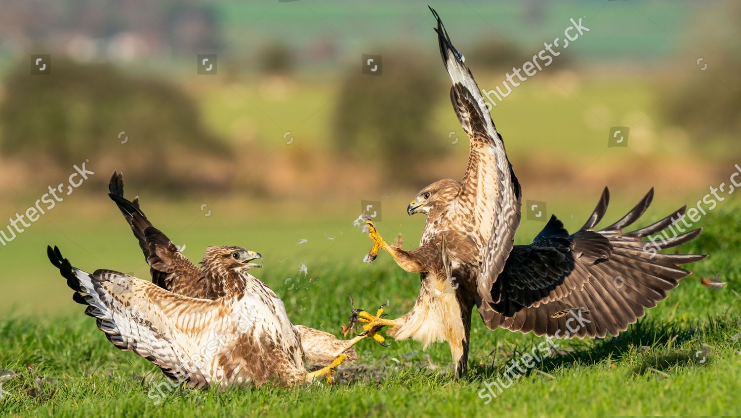 Two Buzzards Engage Vicious Fight Pair Editorial Stock Photo - Stock ...