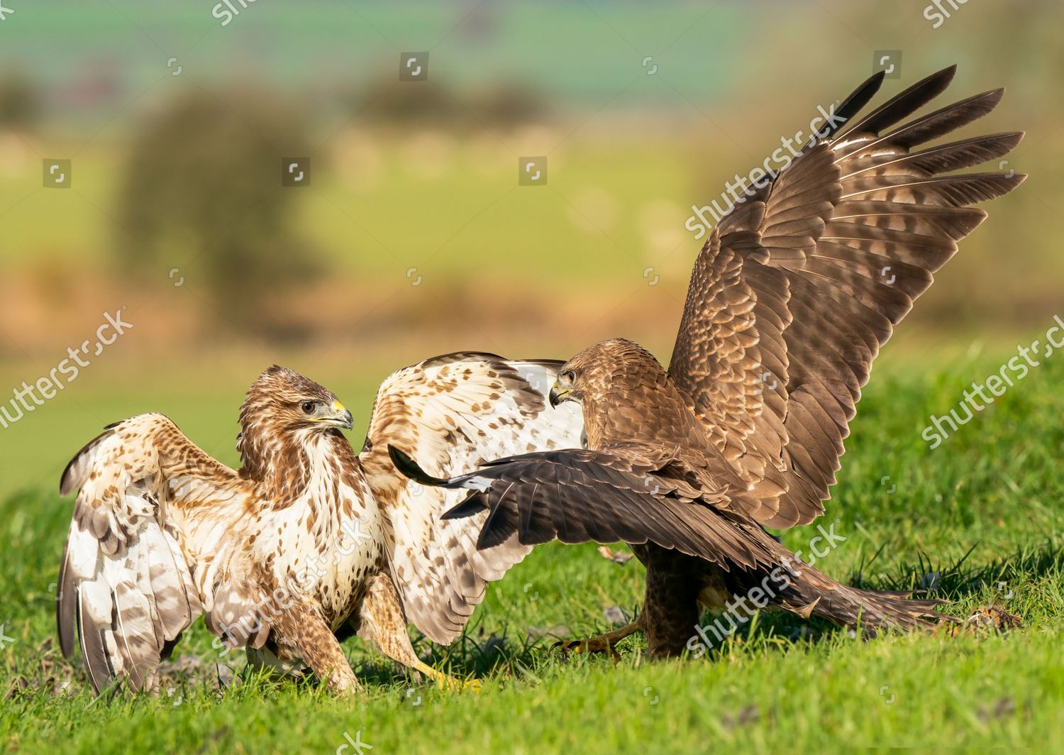 Two Buzzards Engage Vicious Fight Pair Editorial Stock Photo - Stock ...