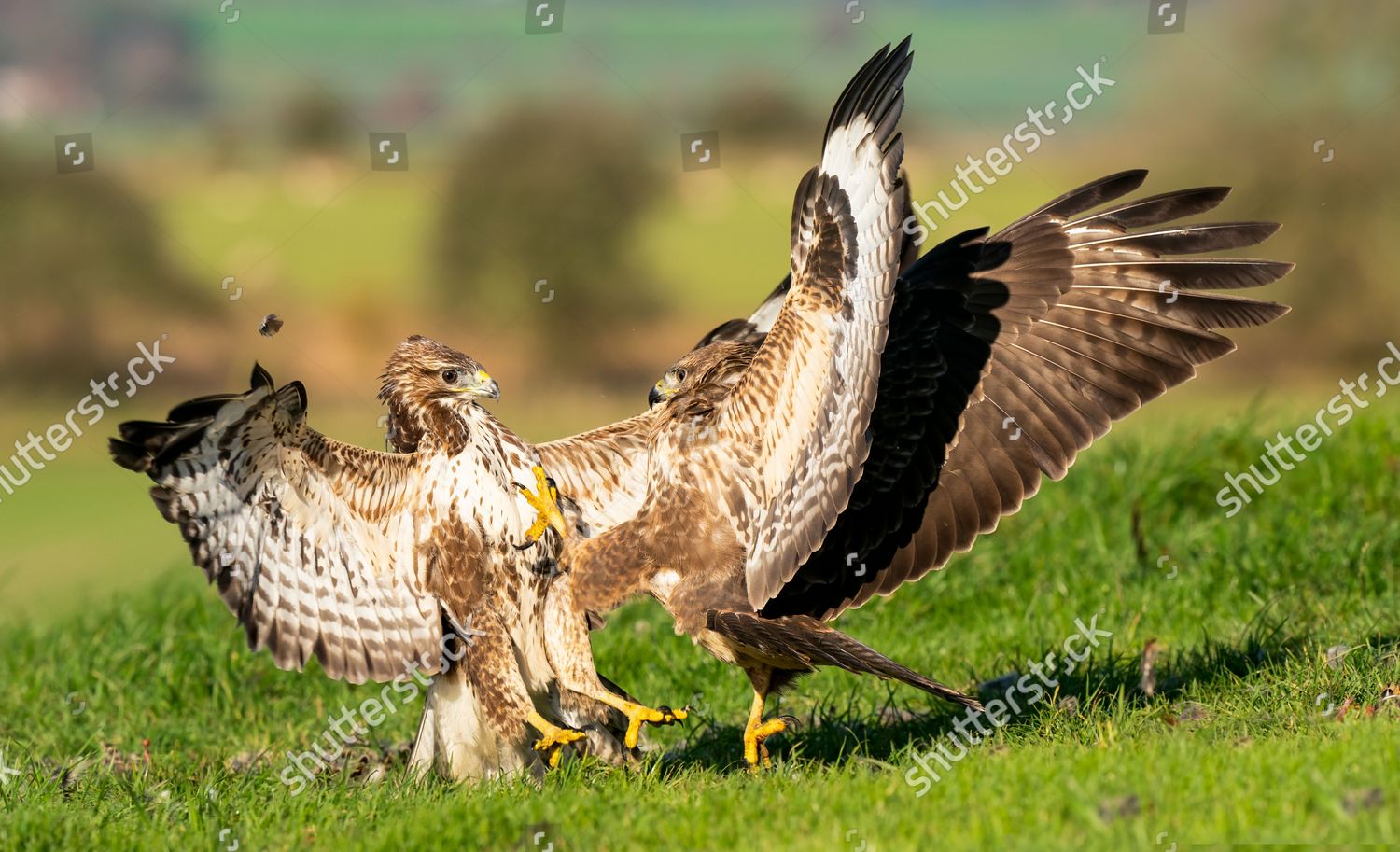 Two Buzzards Engage Vicious Fight Pair Editorial Stock Photo - Stock ...
