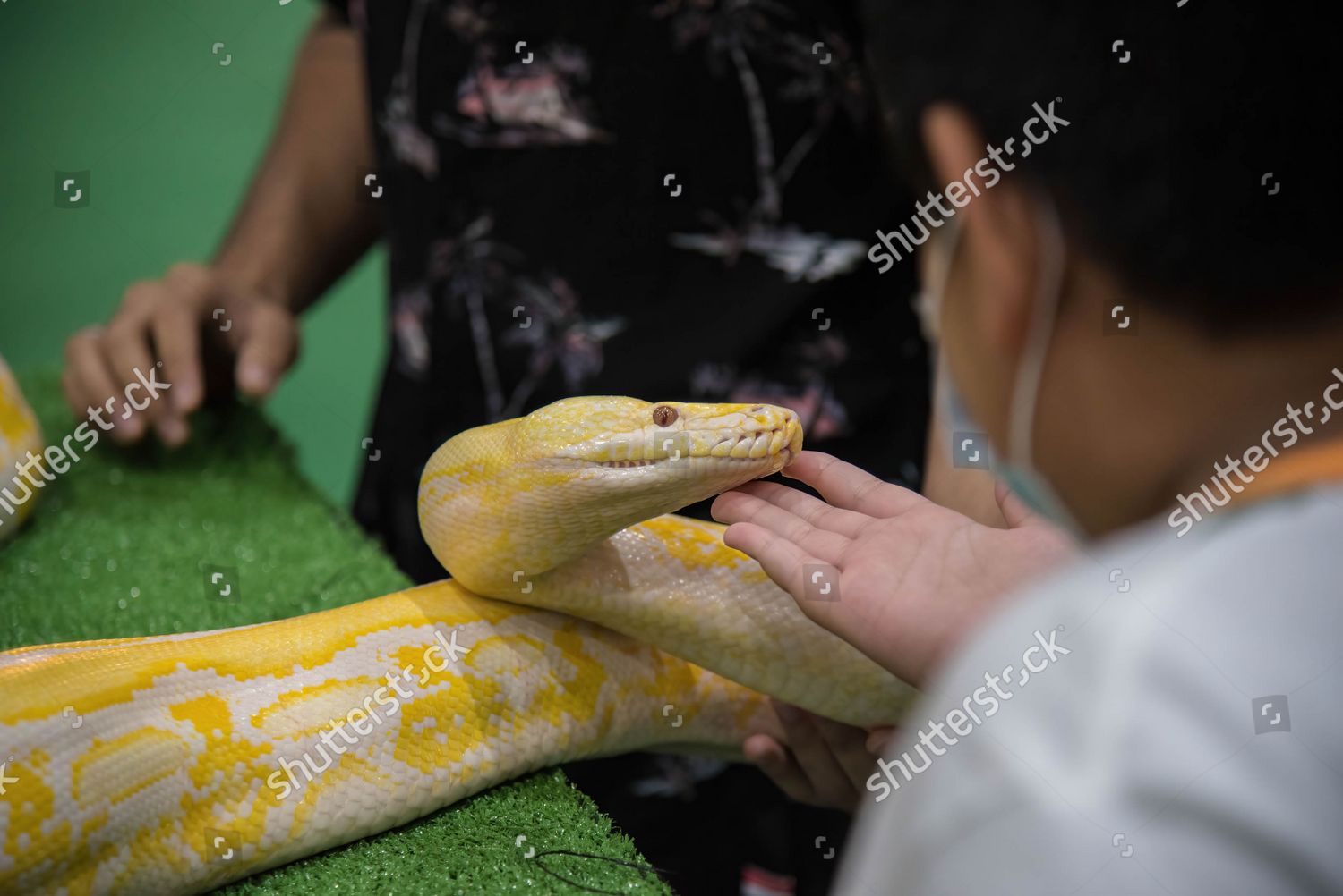 Visitor Seen Touching Python During Pet Editorial Stock Photo - Stock ...