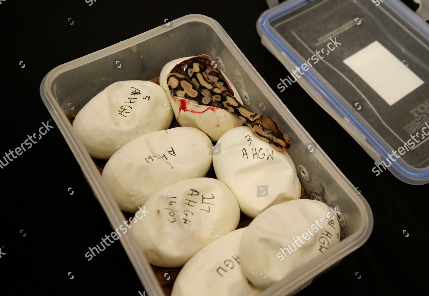 Reborn Snake Ball Python After Eggs Editorial Stock Photo - Stock Image ...