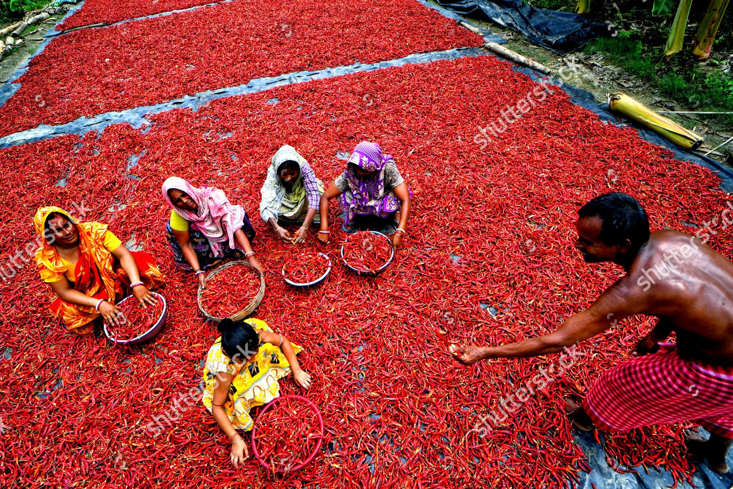 Female Workers Process Dry Red Chili Editorial Stock Photo - Stock ...