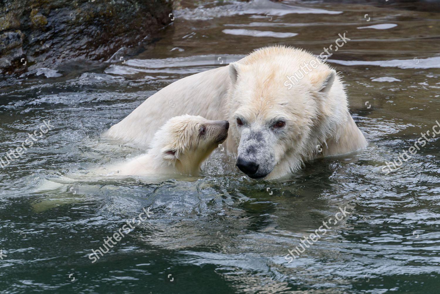 Still Nameless Polar Bear Offspring Their Editorial Stock Photo - Stock ...
