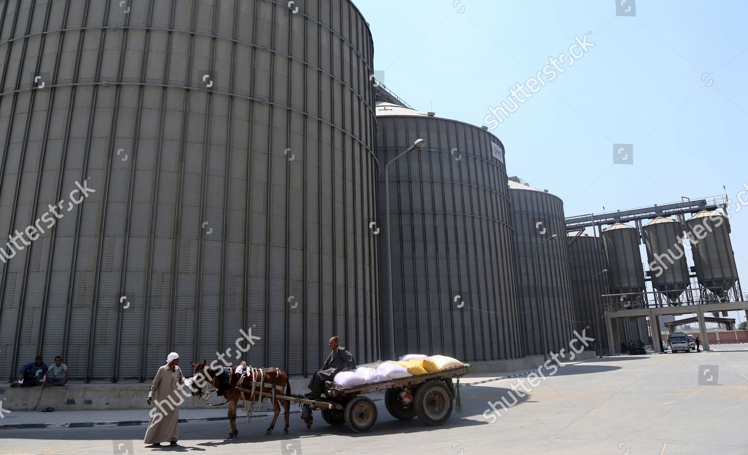 Egyptian Farmers Pack Shelled Wheat Banha Editorial Stock Photo - Stock ...