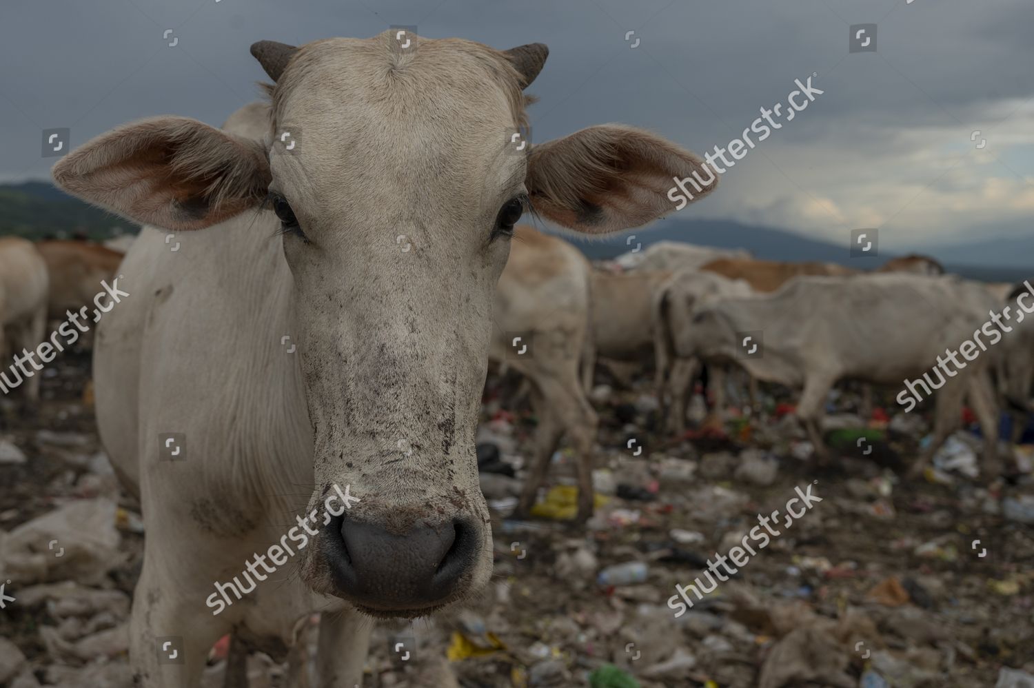 Cattle Foraging Food Waste Final Disposal Editorial Stock Photo - Stock ...