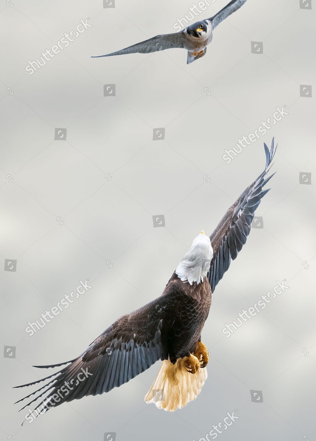 Bald Eagle Peregrine Falcon Battle Over Editorial Stock Photo - Stock ...