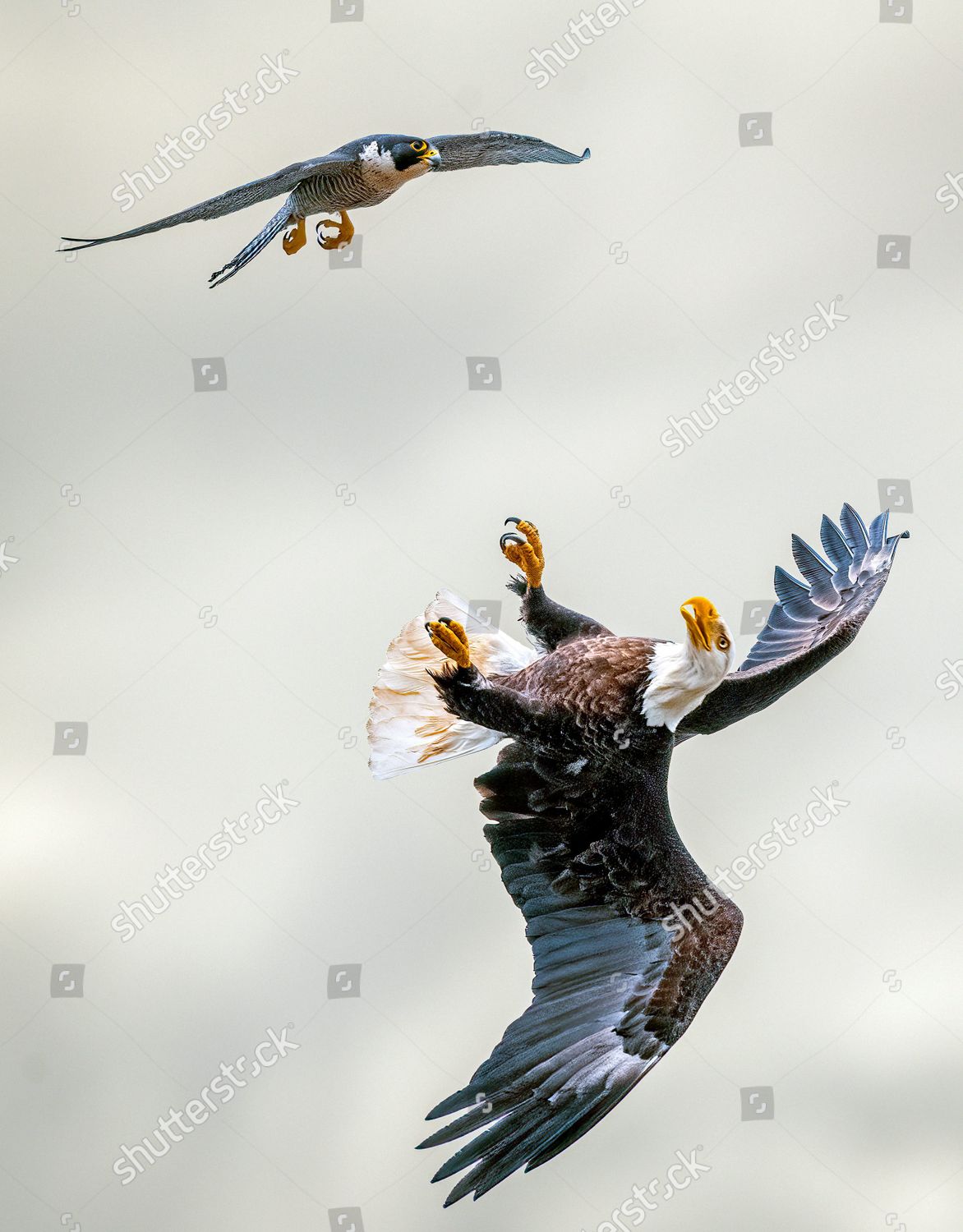 Bald Eagle Peregrine Falcon Battle Over Editorial Stock Photo - Stock ...