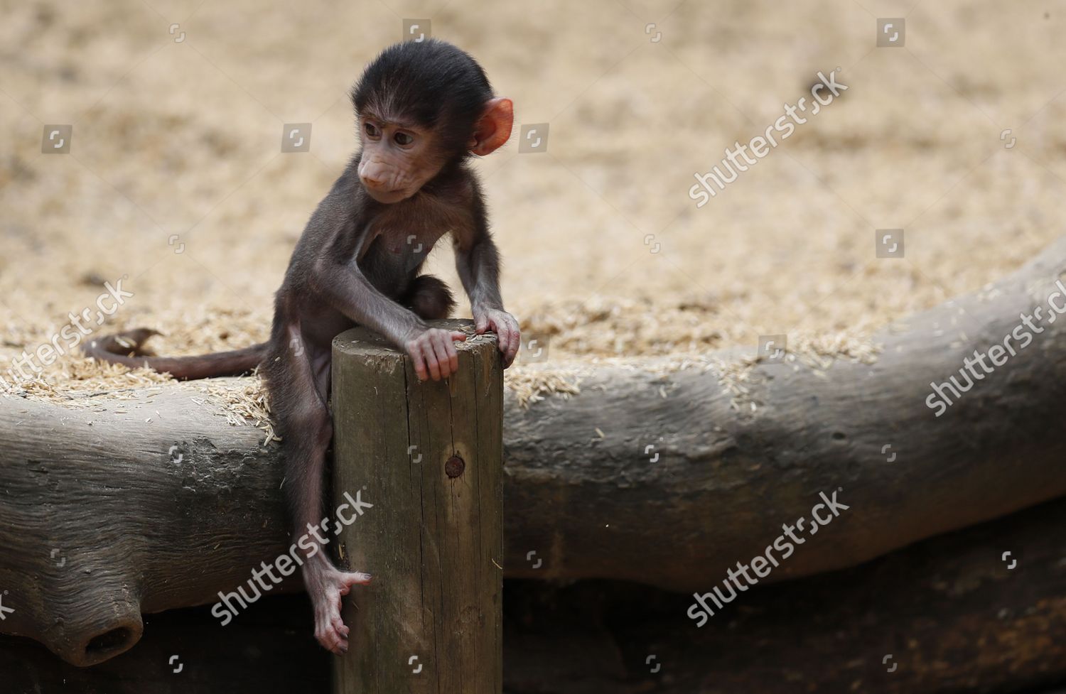 Baby Baboon Sits On Log Cali Editorial Stock Photo - Stock Image ...