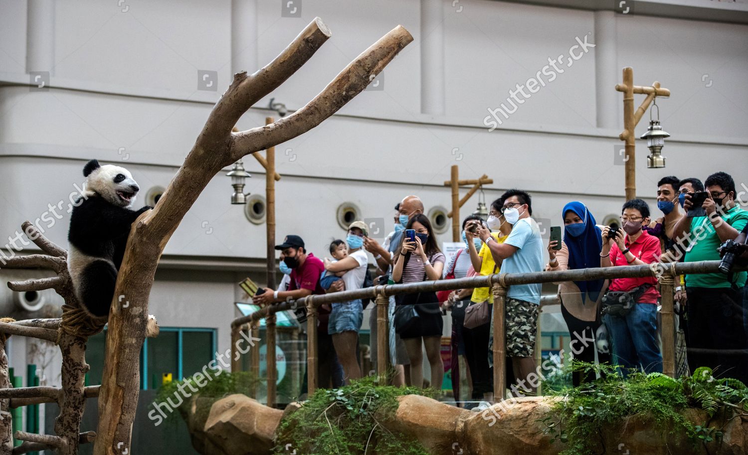 Giant Panda Cub Sheng Yi Seen Editorial Stock Photo - Stock Image ...