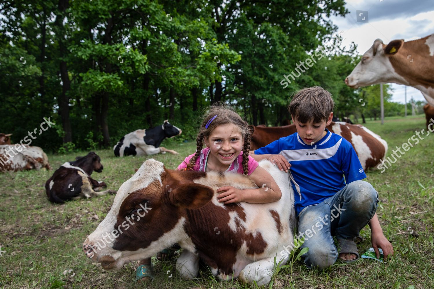 Veronica L Oleg R Play Cows Editorial Stock Photo - Stock Image ...