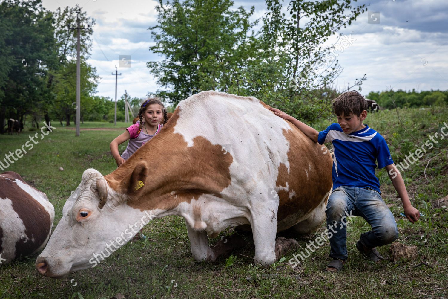 Veronica L Oleg R Play Cows Editorial Stock Photo - Stock Image ...