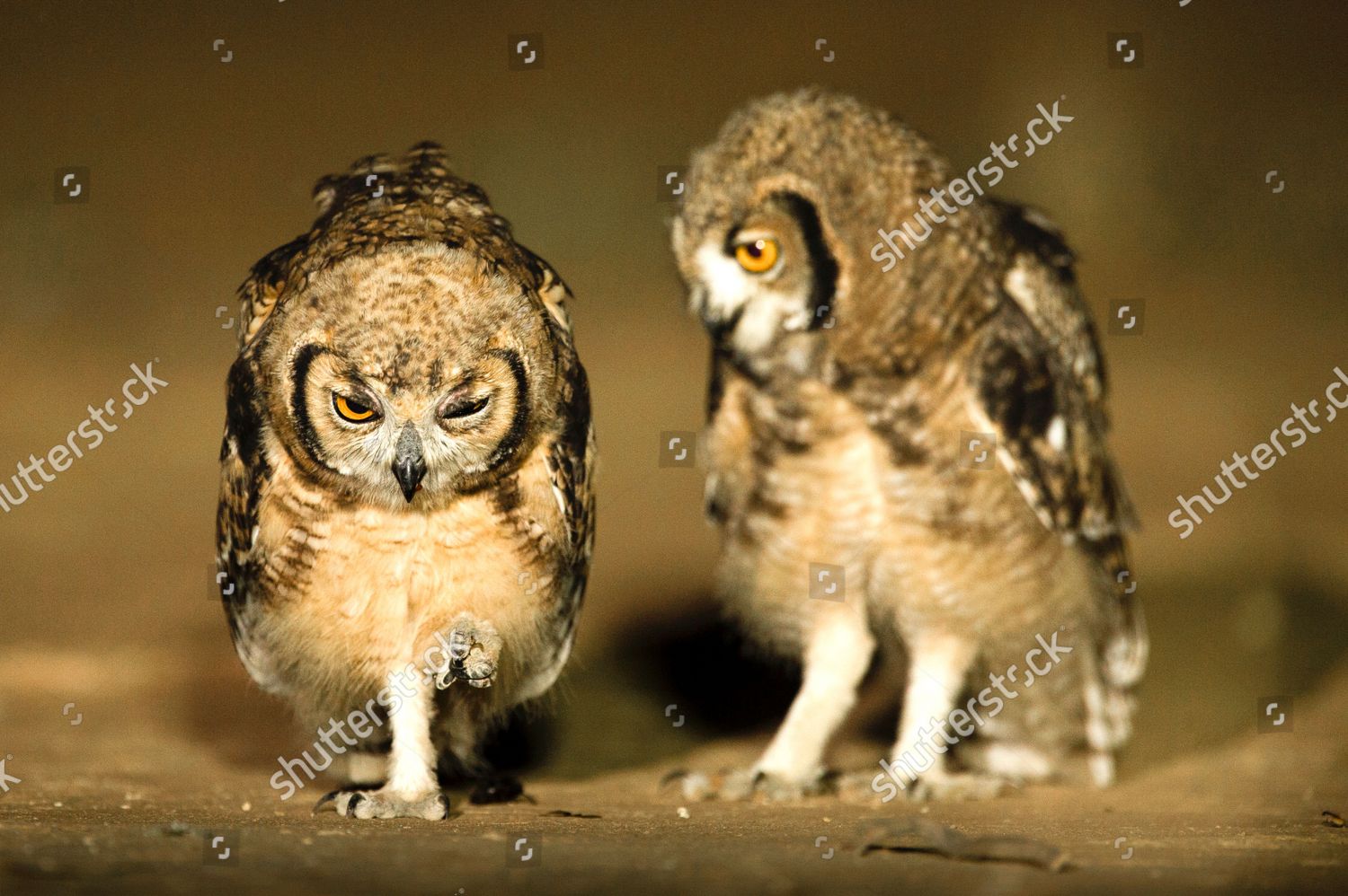 Pictured Owl Single Termite Beaka Spotted Editorial Stock Photo - Stock ...