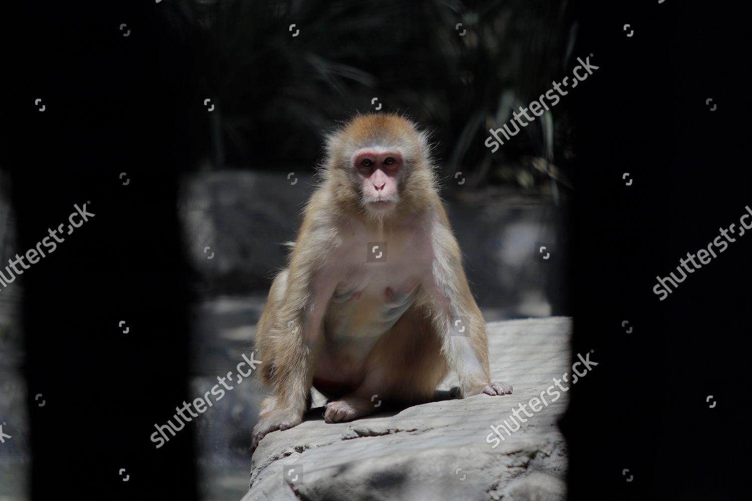 Monkey Inside Cage Chapultepec Zoo Mexico Editorial Stock Photo - Stock ...