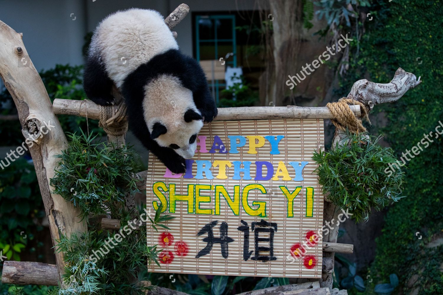 Giant Panda Cub Sheng Yi Seen Editorial Stock Photo - Stock Image ...
