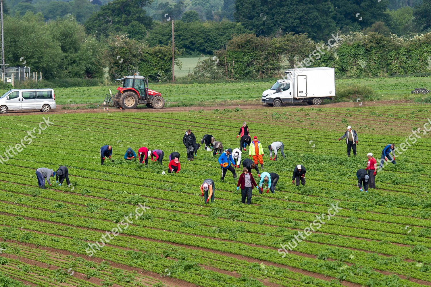 Vegetable Pickers Work On Farm Taplow Editorial Stock Photo - Stock ...