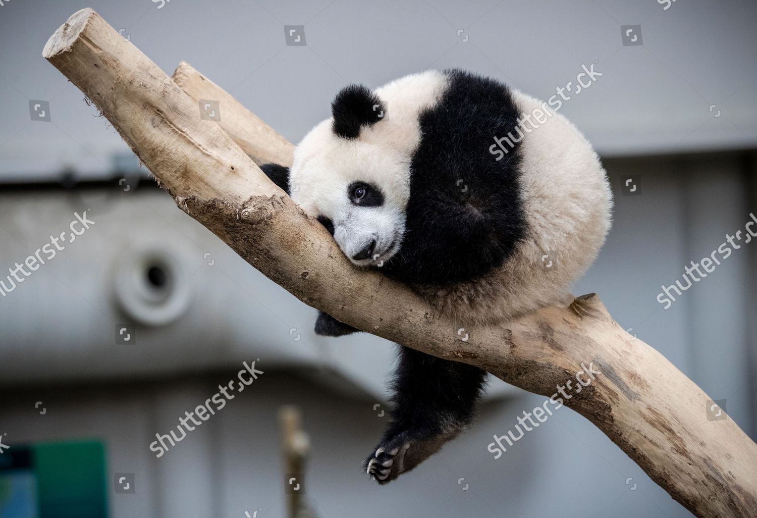 Giant Panda Cub Sheng Yi Seen Editorial Stock Photo - Stock Image ...