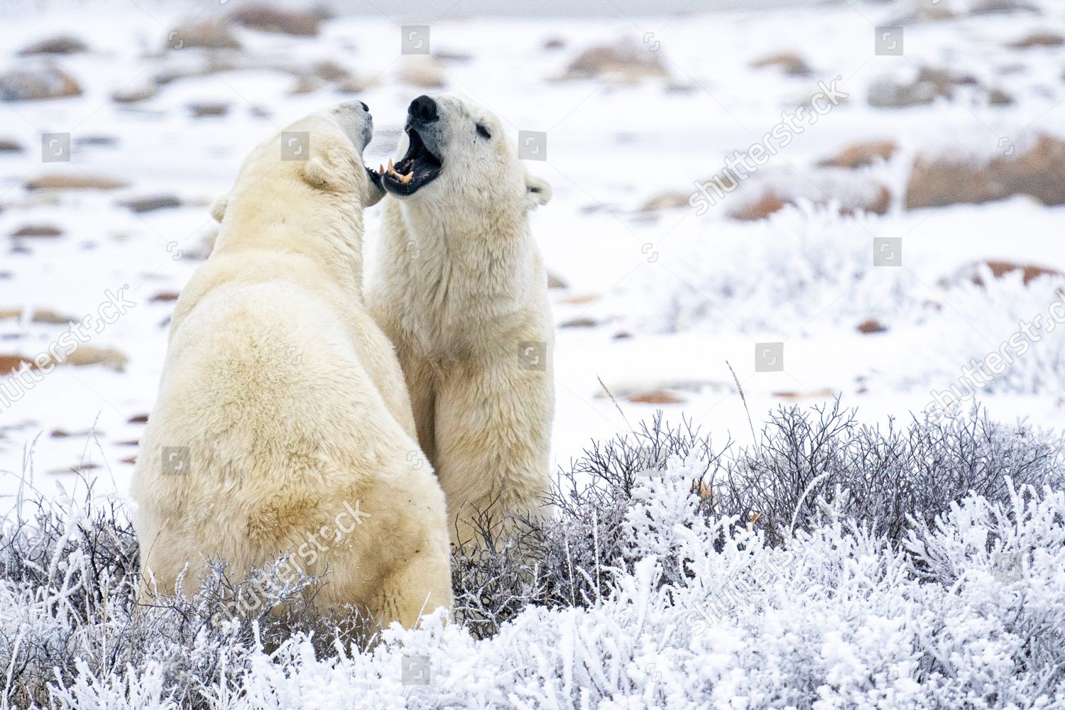 Two Polar Bears Embrace They Fight Editorial Stock Photo - Stock Image ...