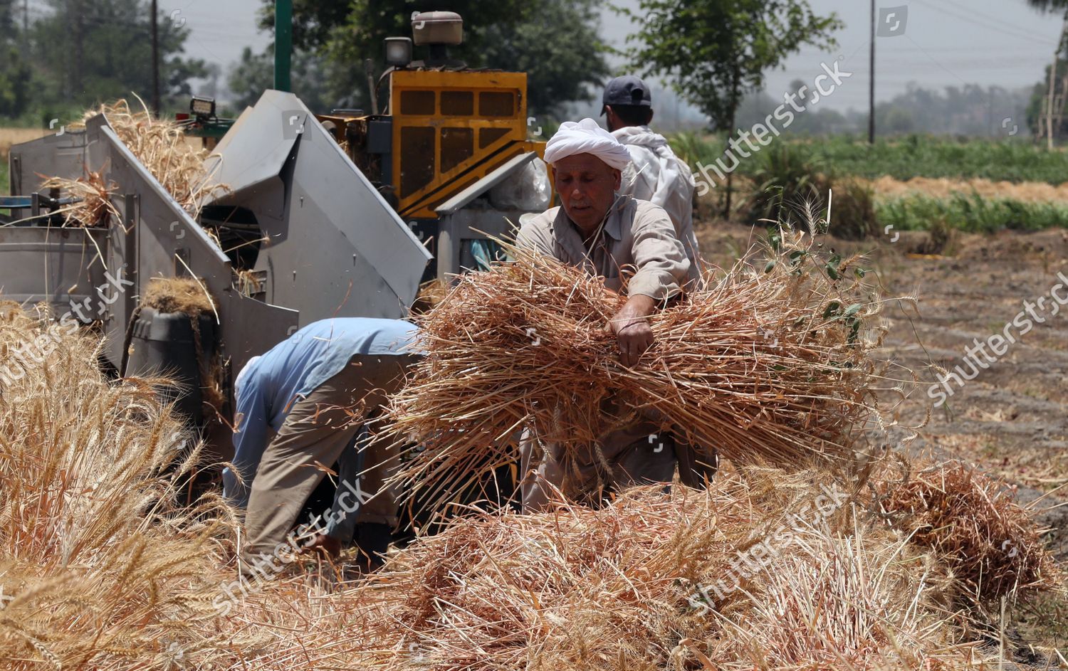 Egyptian Laborers Work Wheat Field Banha Editorial Stock Photo - Stock ...