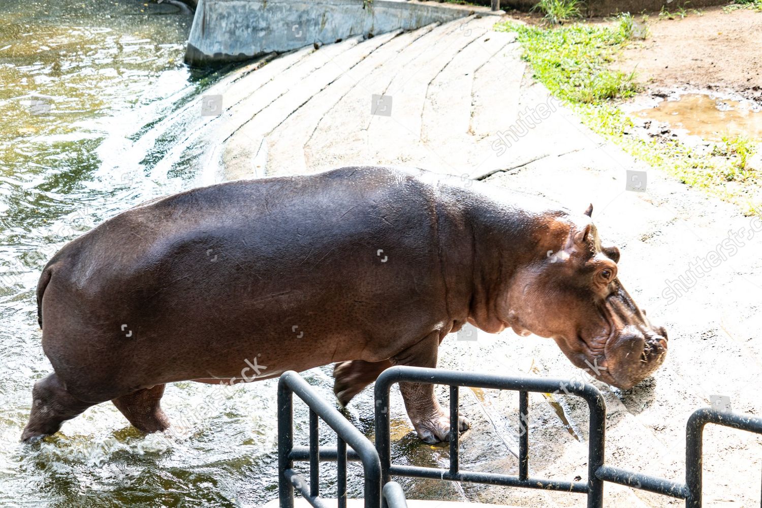 Hippo Seen Dehiwala Zoological Garden Colombo Editorial Stock Photo ...