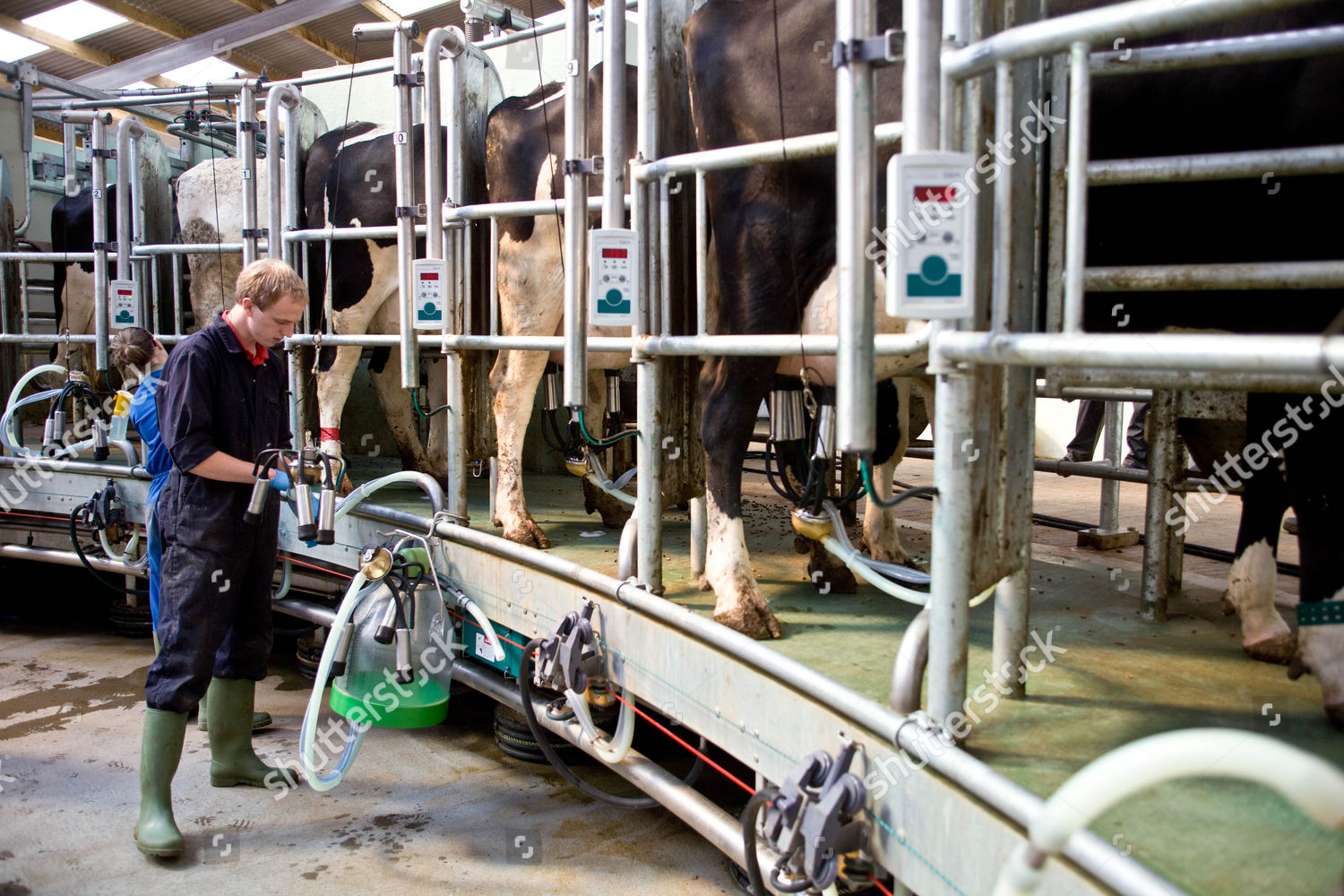 Dairy Cows Being Milked Rotary Parlour Editorial Stock Photo - Stock ...