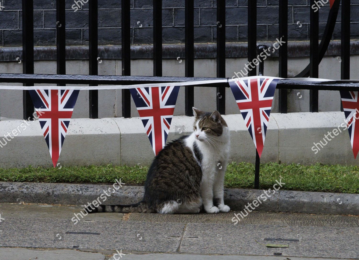 6 June 2022london Uk Larry Cat Editorial Stock Photo - Stock Image ...