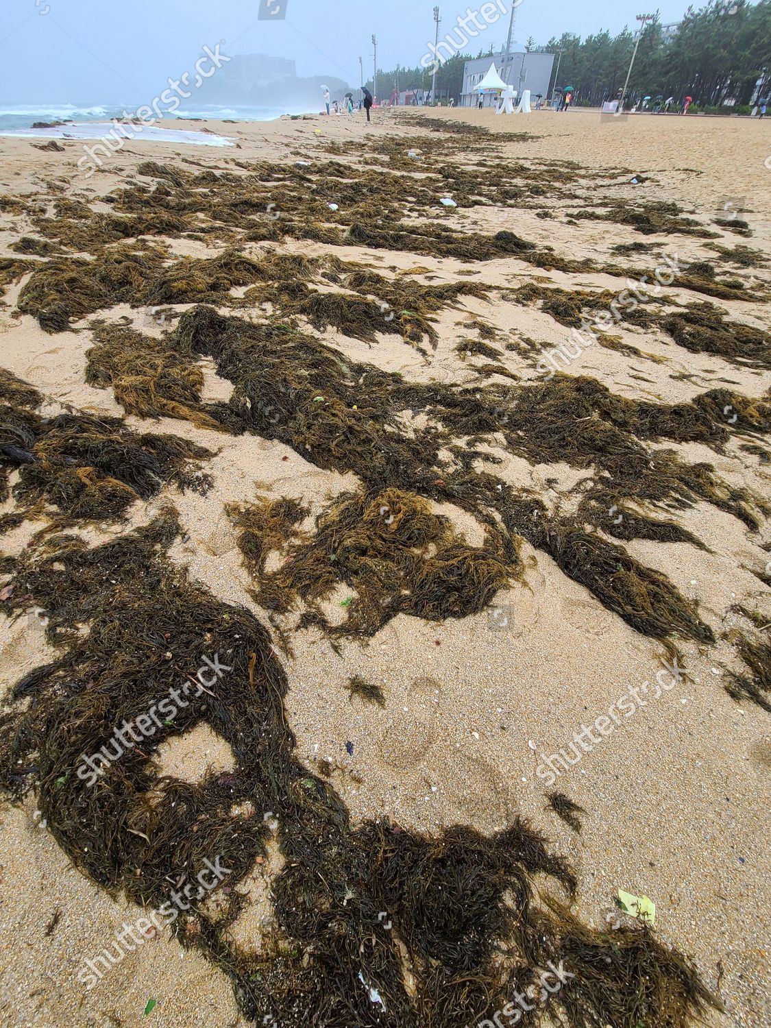 Clumps Seaweed Washed Ashore On Beach Editorial Stock Photo - Stock ...